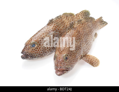 2 Spotted Grouper Fish Stock Photo - Alamy