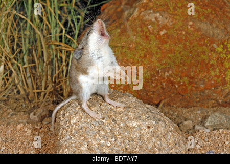Southern Grasshopper Mouse Stock Photo - Alamy