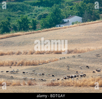 Sheep in the pasture. Grazing sheep herd in the spring field near the ...