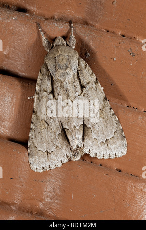 Interrupted Dagger (Acronicta interrupta Stock Photo - Alamy
