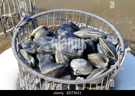 Basket of fresh quohogs or clams on Cape Cod beach in summer, Cape Cod ...