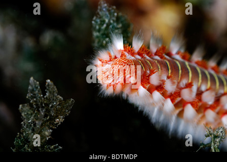 Bearded fireworm or white tufted worm Hermodice carunculata underwater ...