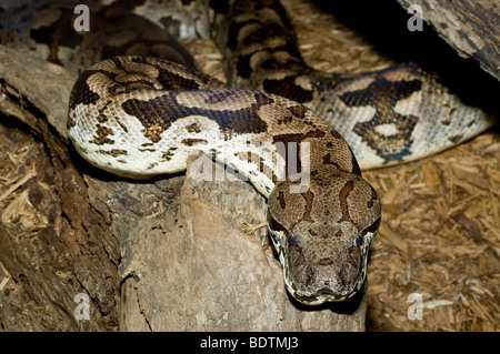 Boa constrictor head Stock Photo - Alamy