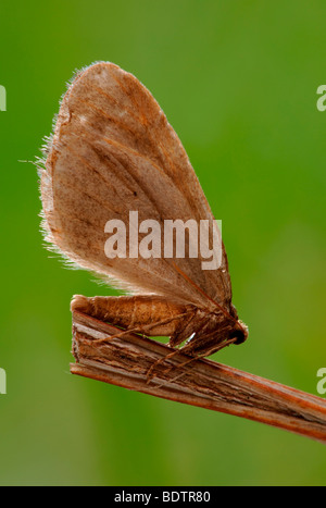 Winter Moth (Operophtera brumata), Insecta, Pool Road Moor Drive, Otley ...