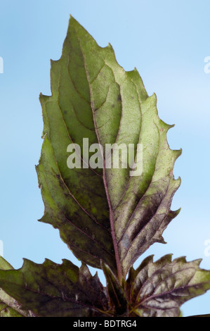 Basil Magic Blue, Ocimum basilicum, basil Magic Blue, Ocimum basilicum ...