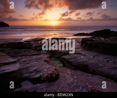 Trebarwith Strand thrift, Cornwall Stock Photo - Alamy