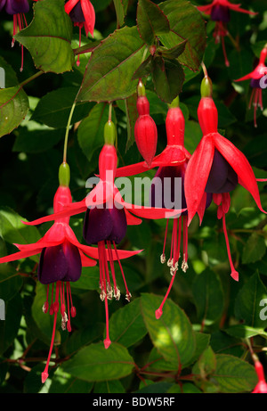 close-up on a branch of fuchsias Stock Photo - Alamy