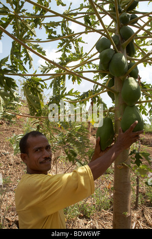 TIMOR LESTE Vegetable and fruit garden, communally farmed, in Kutepe ...