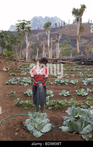 TIMOR LESTE Vegetable and fruit garden, communally farmed, in Kutepe ...