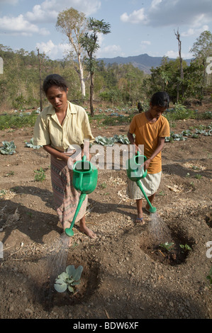TIMOR LESTE Vegetable and fruit garden, communally farmed, in Kutepe ...