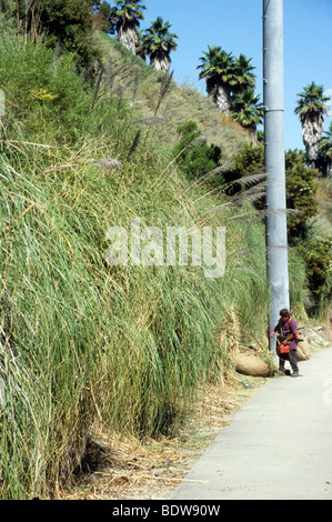 decor landscape plant protect prevent landslide Stock Photo - Alamy