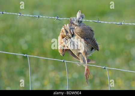 Quail Coturnix coturnix killed in collision with barbed wire fence ...