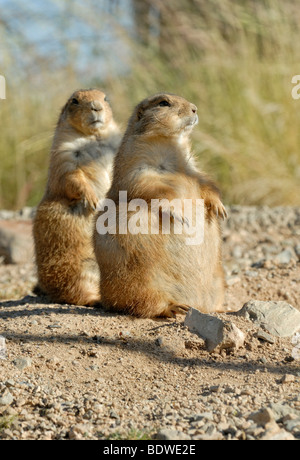 A closeup shot of a black-tailed prairie dog in the nature Stock Photo ...