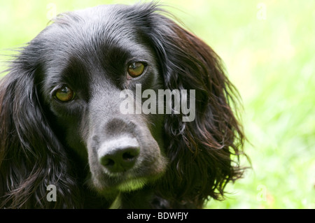 Tight head shot of a working cocker spaniel, focusing on the eyes Stock ...