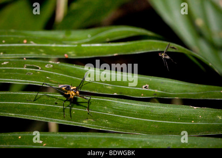 Tropical assassin bug, order Hemiptera family Reduviidae, perched on a ...