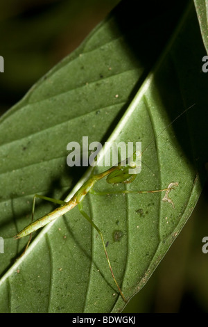 Tropical praying mantis, order Mantodea, in the cloud forests of ...