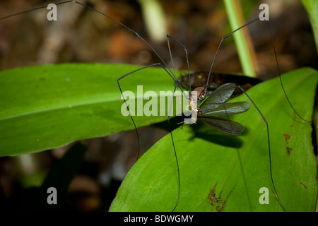 Harvestman (order Opiliones) feeding on a wasp. Photographed in the ...