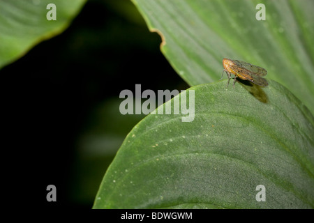 Tropical planthopper in the cloud forests of Monteverde, Costa Rica ...