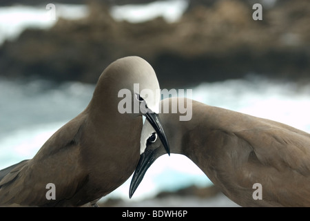 Brown noddies (Anous stolidus) greeting each other. Photographed at St ...