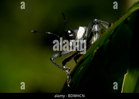 Black and white striped weevil, order Coleoptera, family Curculionidae ...