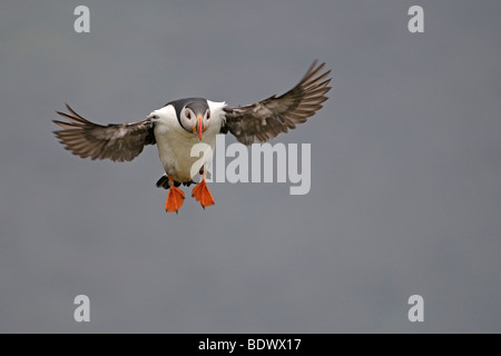 Flying puffin, Atlantic Puffin, Fratercula artica, arctic black and ...