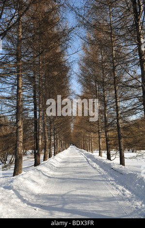 Frosty snow alley in the winter Park with street lights Stock Photo - Alamy