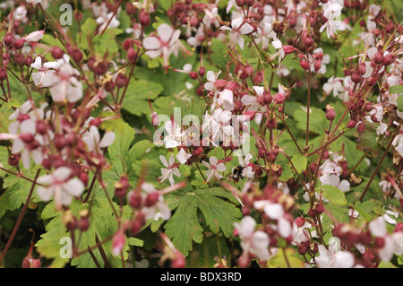 Geranium macrorrhizum and busy bee Stock Photo - Alamy