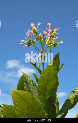 Blossoms of burley tobacco plants Stock Photo - Alamy
