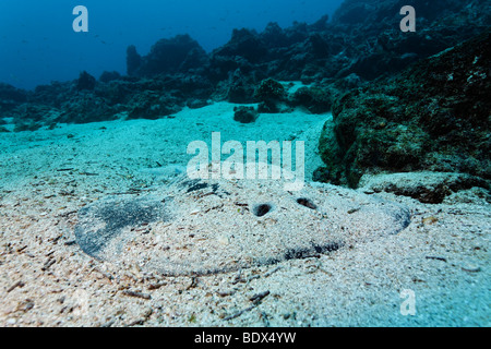 Giant electric ray (Narcine entemedor), electric, dangerous ...