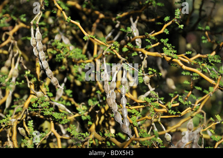 Autumn seed pods of Sophora prostrata 'Little Baby' Stock Photo - Alamy