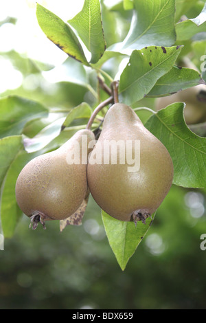 Conference Pears growing on a tree, Burbage, Wiltshire, UK Stock Photo ...