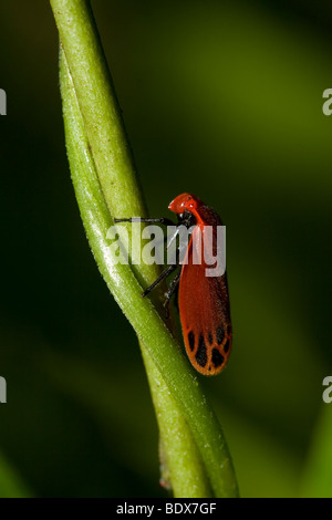 Tropical froghopper, order Hemiptera, family Cercopidae. Photographed ...