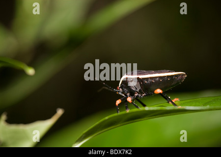Stink Bug, Hemiptera, Costa Rica, March Stock Photo - Alamy