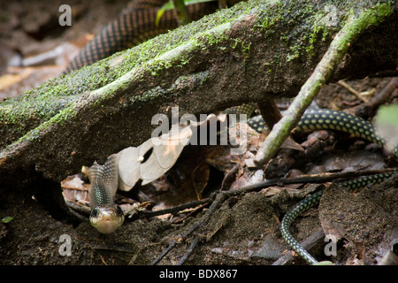 Speckled Racer (Drymobius margaritiferus), Costa Rica Stock Photo - Alamy