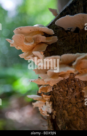 Mushrooms on Tree Stump Stock Photo - Alamy