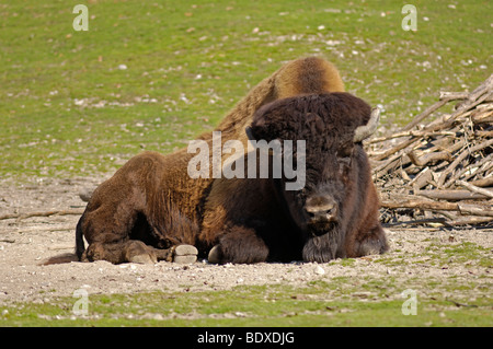 Amerikanischer Bison, Waldbison, Bueffel (Bison bison athabascae ...