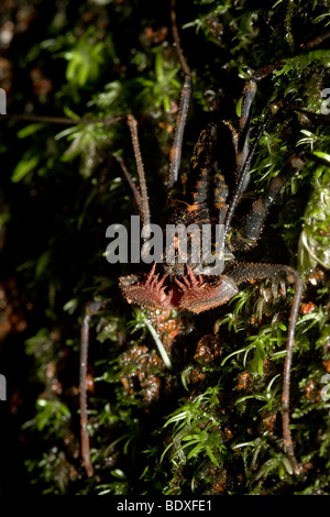 tail-less whip scorpion in the amazon rainforest Stock Photo - Alamy