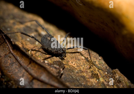 Harvestman. View of a harvestman (order Opiliones) on a leaf ...