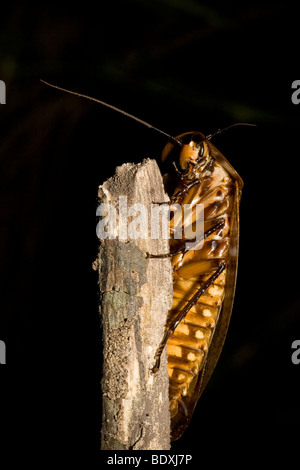 Large tropical cockroach Stock Photo - Alamy