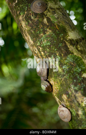 a snail in el yunque rain forrest, puerto, rico Stock Photo - Alamy
