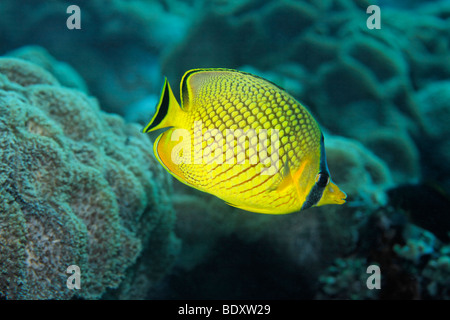 Latticed Butterflyfish, (Chaetodon rafflesii), swims along the reef ...