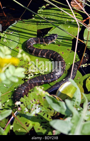 Brown Water Snake Stock Photo - Alamy