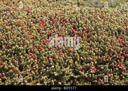 Diddle Dee berry (Empetrum rubrum) of the Falkland Islands, edible ...