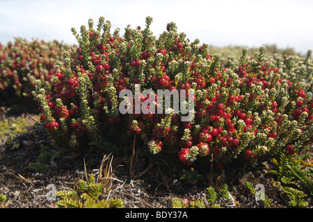 Diddle Dee berry (Empetrum rubrum) of the Falkland Islands, edible ...