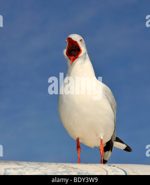 Silver Gull (Chroicocephalus novaehollandiae) Aves Stock Photo - Alamy