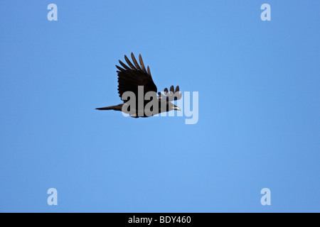 A fish crow (Corvus ossifragus) in flight Stock Photo - Alamy