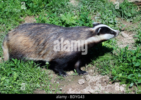 Close-up shot of an European Badger (meles meles Stock Photo - Alamy