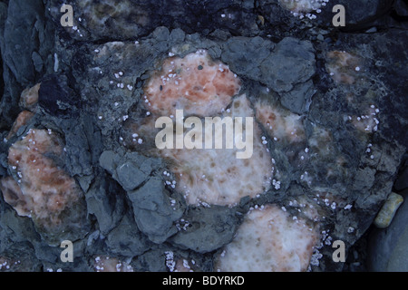 Pink and white gypsum / alabaster in rocks at Blue Anchor. Somerset ...