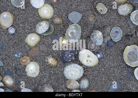 Seashells on beach. Bristol Channel Somerset. England Stock Photo - Alamy