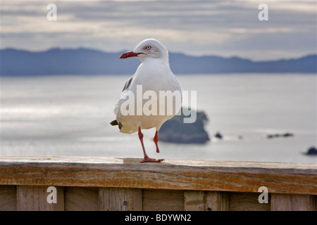 A gull with a deformed foot Stock Photo - Alamy